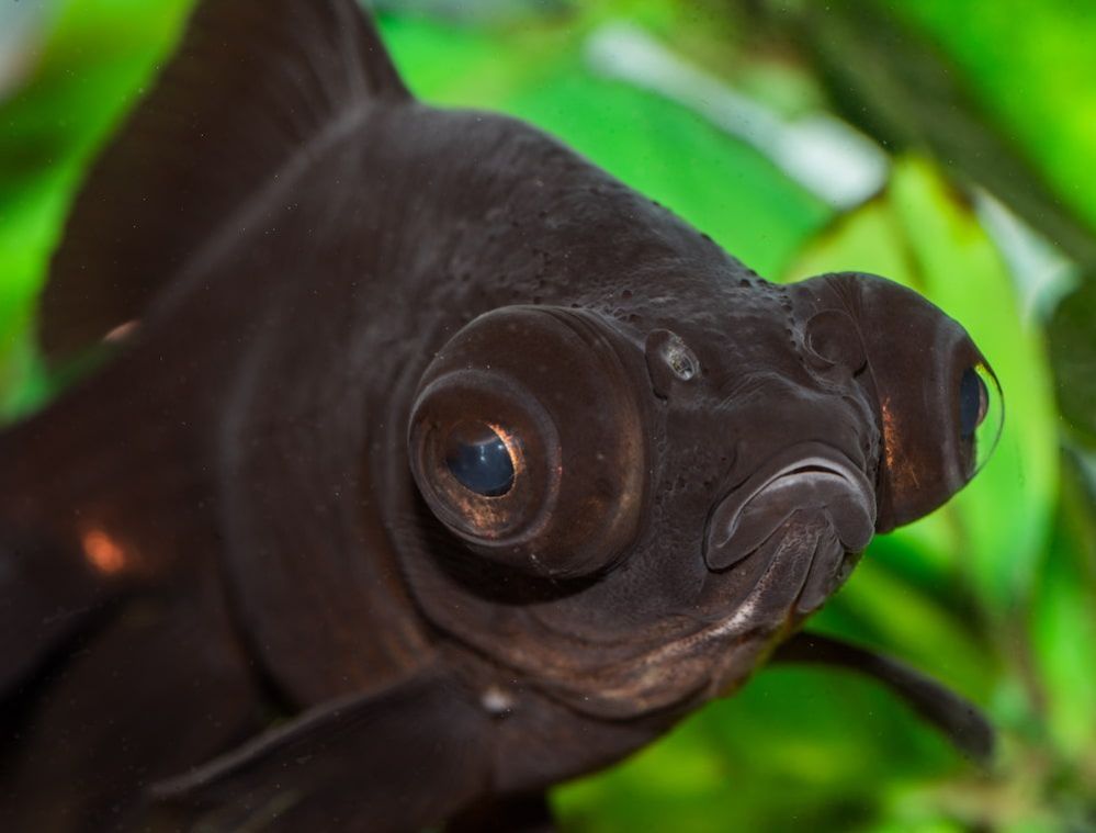 Everything You Need to Know about Black Moor Goldfish