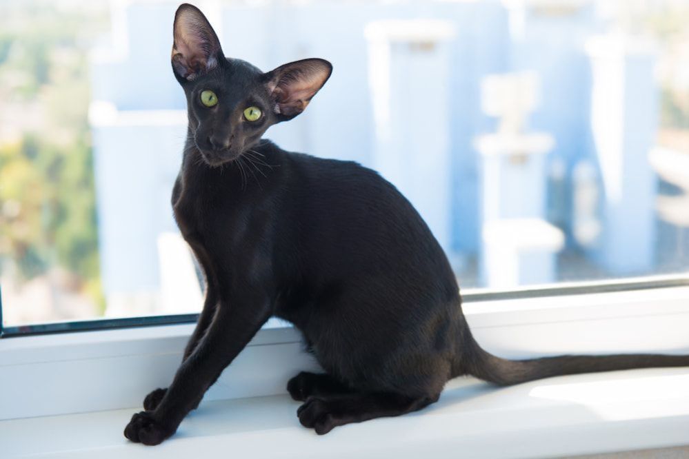 Black Cat Breeds: 11 Cat Breeds with Beautiful Black Coats