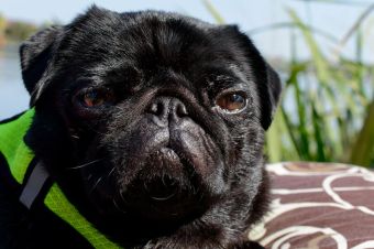 25 Black Dog Breeds: Small, Medium and Big Black Dog Breeds