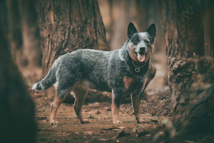 Blue Heeler: Australian Cattle Dog Characteristics and Care