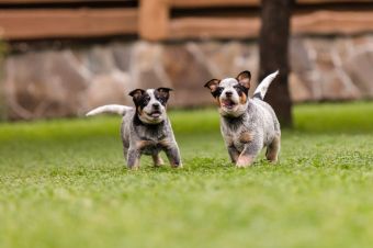 Blue Heeler: Australian Cattle Dog Characteristics and Care