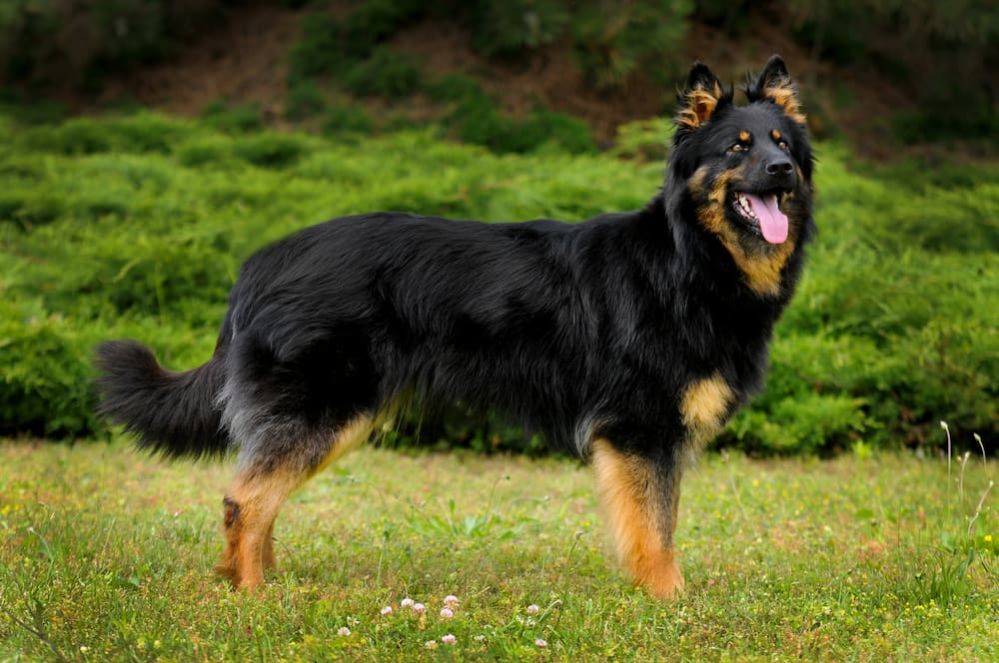 Bohemian Shepherd: Breed History, Temperament and Adoption - ThePets