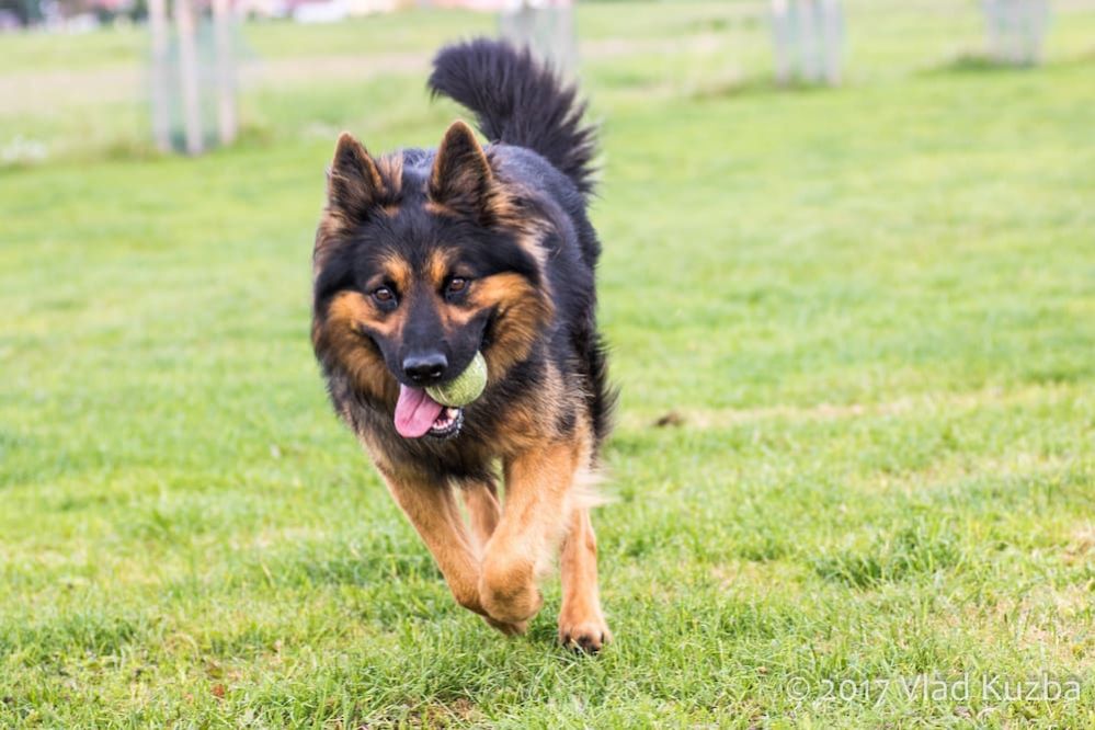 Bohemian Shepherd: Breed History, Temperament and Adoption - ThePets
