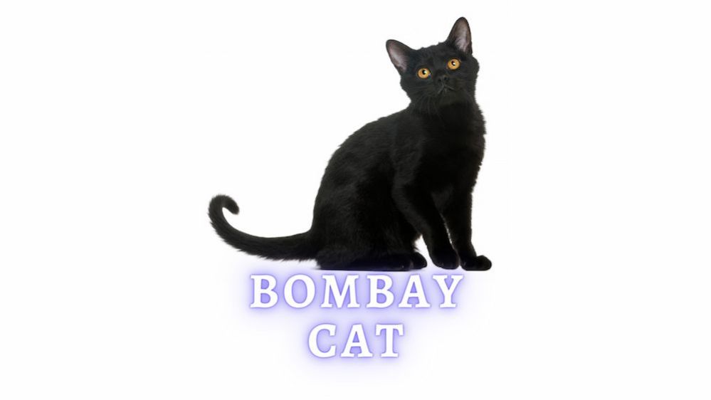 Everything you Need to Know About Bombay Cats