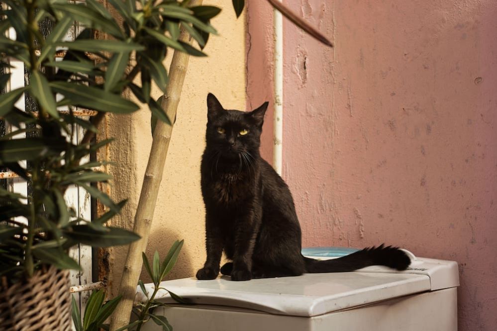 Everything you Need to Know About Bombay Cats