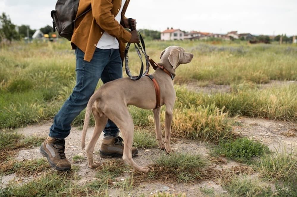 How To Bond With Your Dog? Ways To Strengthen Bond With Your Dog