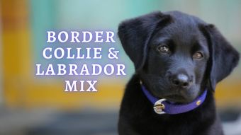 Border Collie Labrador Mix: Health, Activity Level and Temperament