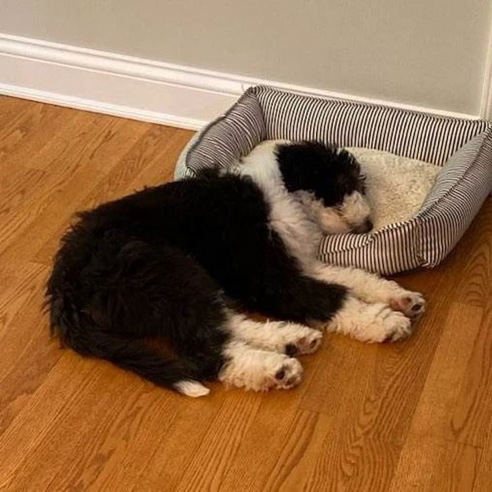 All about Bordoodle Mix: Temperament, Price and Adoption