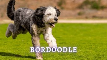All about Bordoodle Mix: Temperament, Price and Adoption