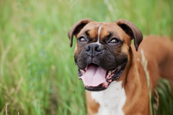 German Dog Breeds: 19 German Dogs that Will Win Your Heart