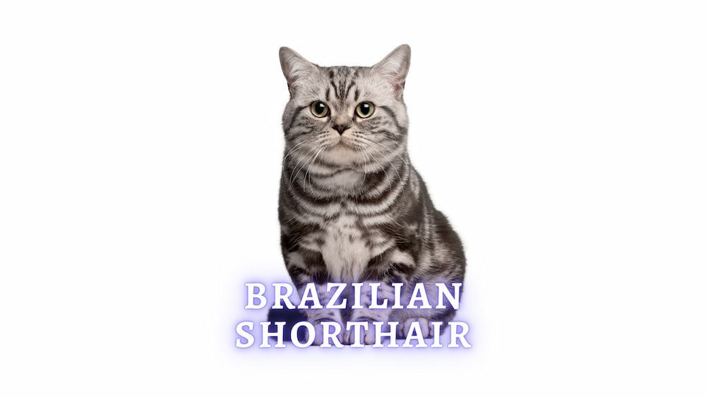 Brazilian Shorthair: Care, Temperament, Price of Brazilian Shorthair Cat