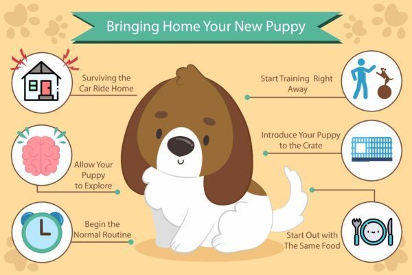 Bringing a Puppy Home: What to do when you get a New Puppy