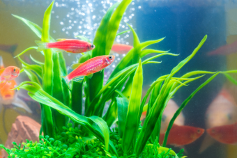 Best Starter Aquarium Fish: Freshwater and Saltwater Fish for Beginners