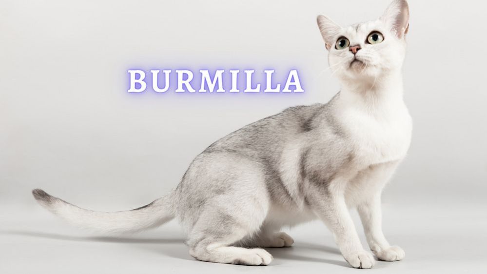 Burmilla: Lifespan, Kittens, Personality, and Care