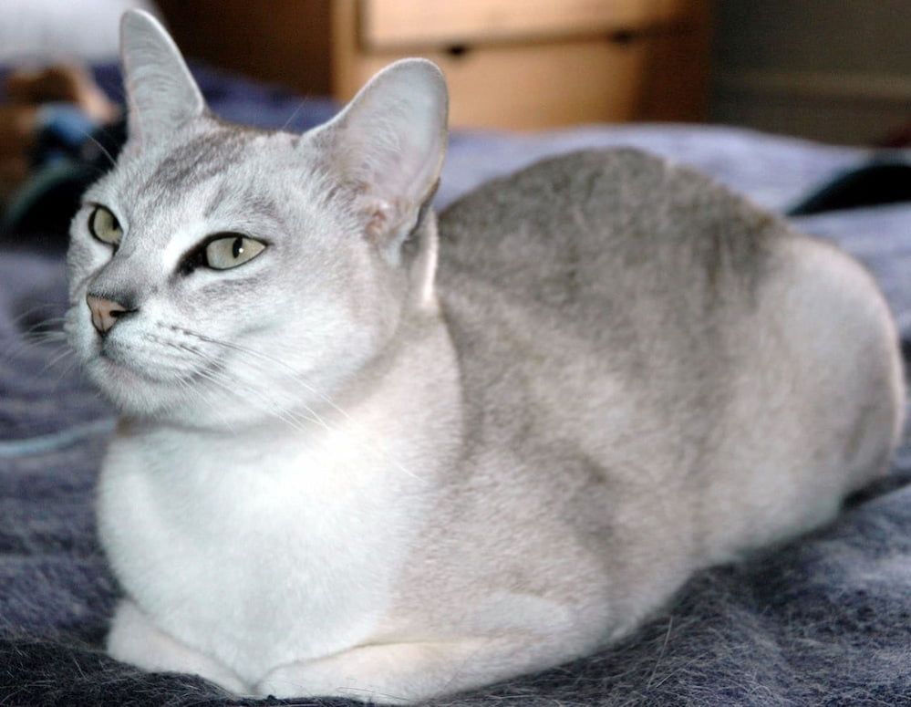 Rare Cat Breeds: 15 Exotic Rare Breeds