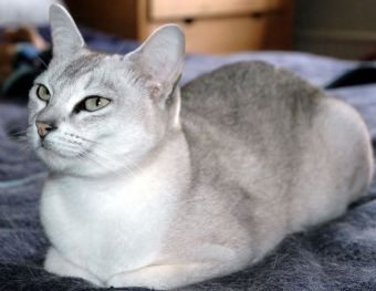 Rare Cat Breeds: 15 Exotic Rare Breeds