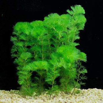 Floating Aquarium Plants: 10 Best Floating Plants for Fish Tanks Review