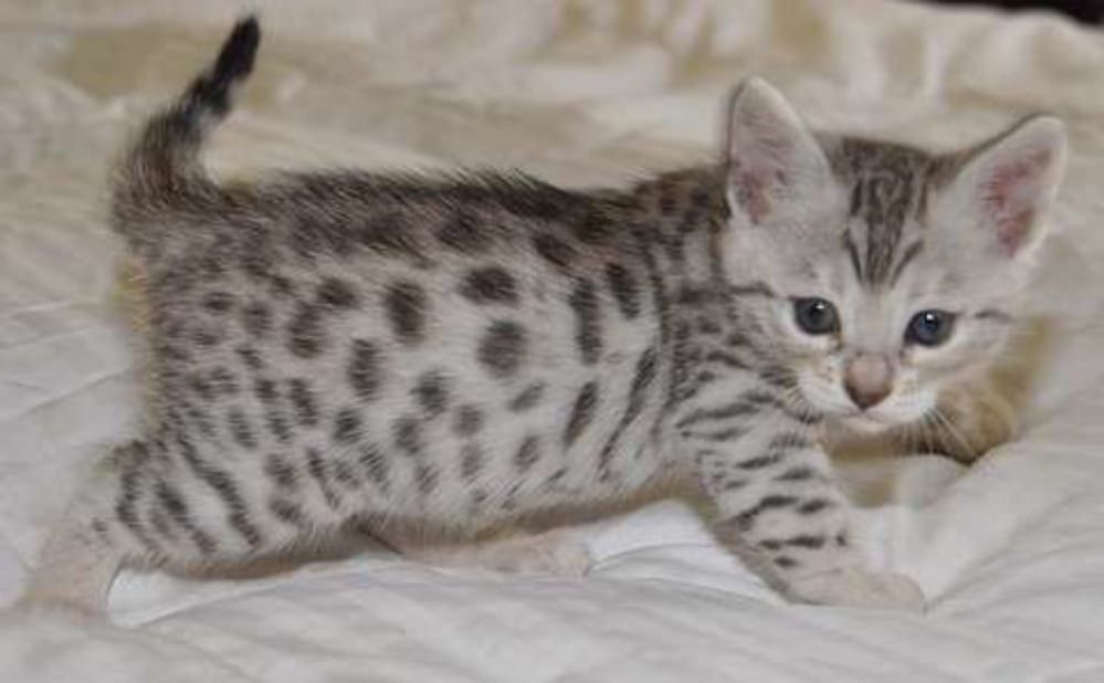 California Spangled Cat Breed Origins, Temperament, Health and Care