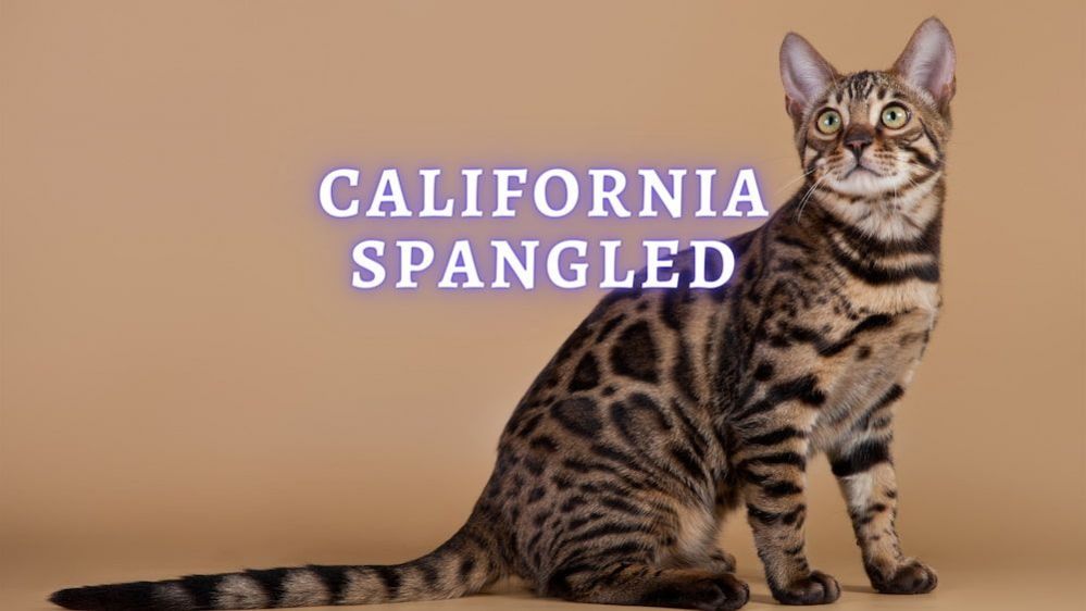 California Spangled Cat Breed Origins, Temperament, Health and Care
