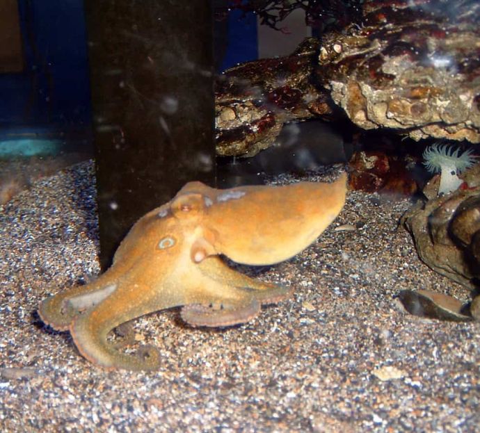 Pet Octopus: Things To Know Before Getting an Octopus as a Pet