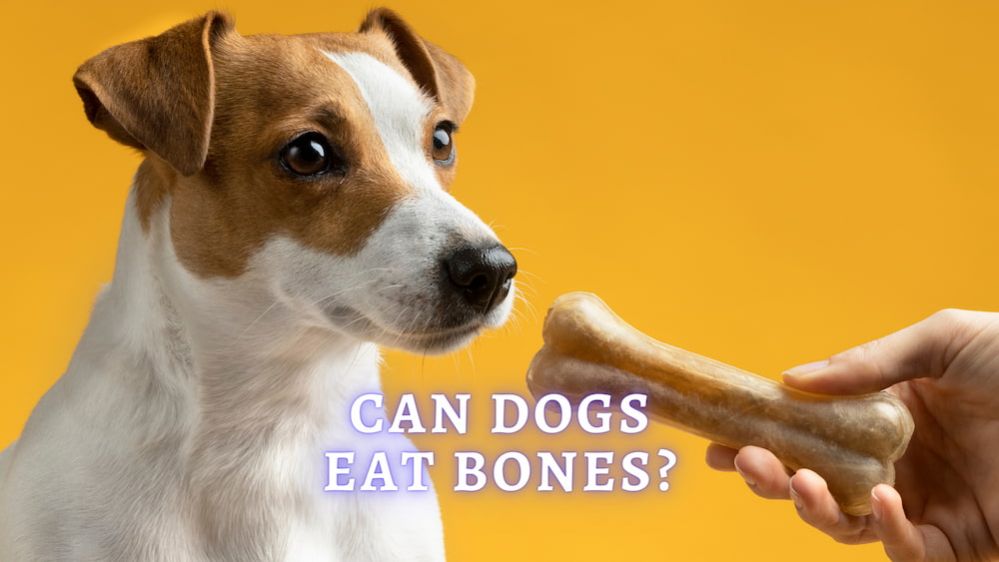 Can Dogs Eat Bones? Can you give dogs cooked bones?