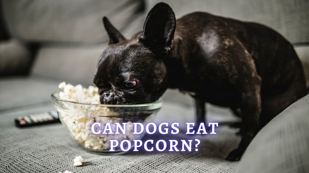 Is Popcorn Safe For Dogs? - ThePets