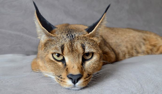 Rare Cat Breeds: 15 Exotic Rare Breeds