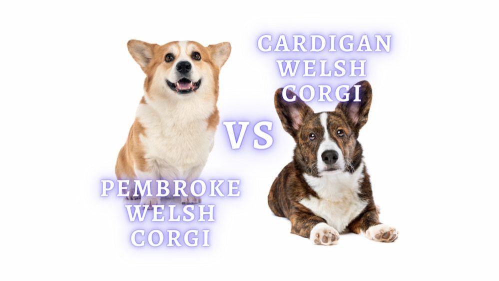 Corgi Breeds: Cardigan Welsh Corgis vs Pembroke