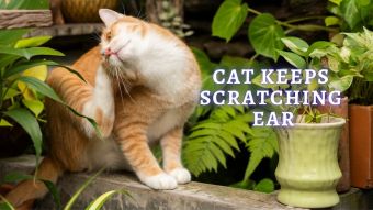 ᐉ Cat keeps Scratching Ear: Why does my Cat keep Scratching his Ear