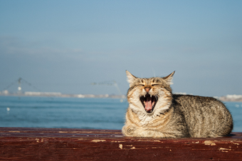 Cat Lost Voice: Why my Cat's Meow Sounds Hoarse?