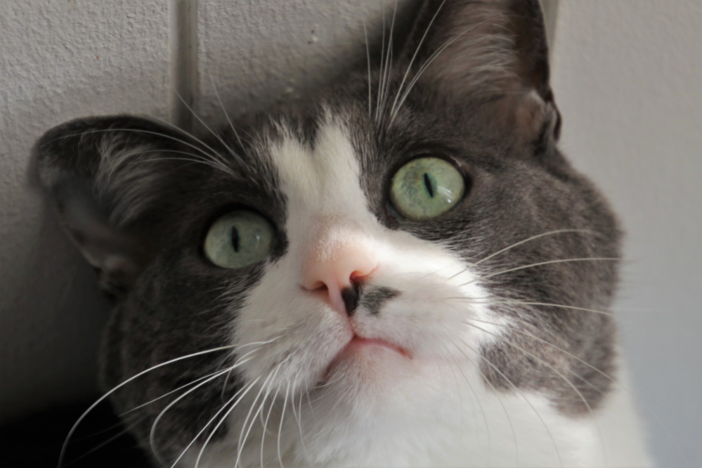 ᐉ Cat keeps Scratching Ear: Why does my Cat keep Scratching his Ear