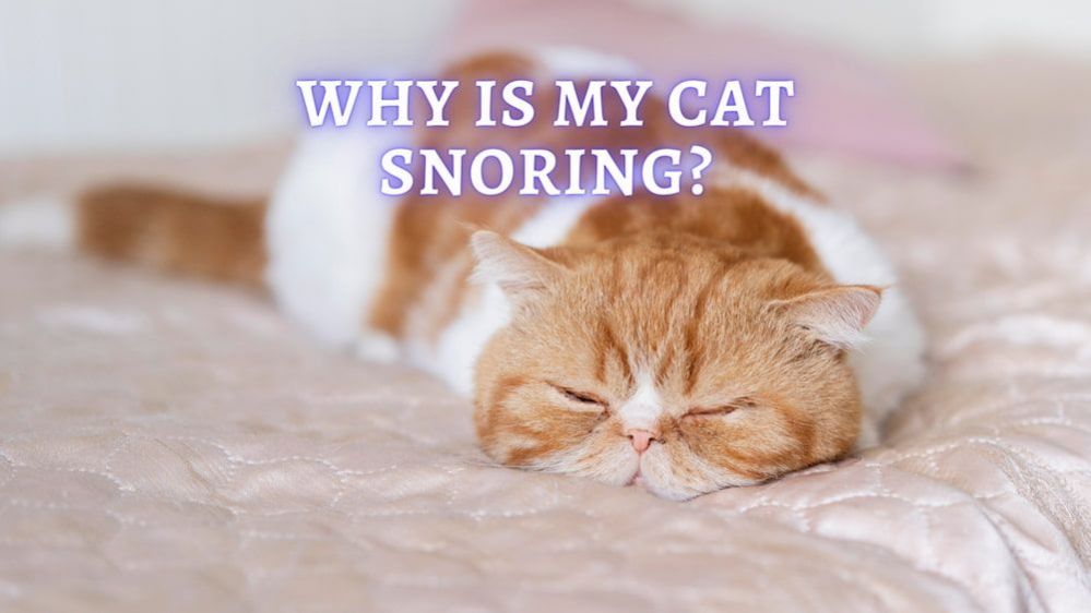 Cat Snoring Reasons Why Your Cat Is Snoring And What To Do About It