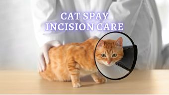 Cat Spay Incision: Normal Healing Process and Care (Vet Advice)