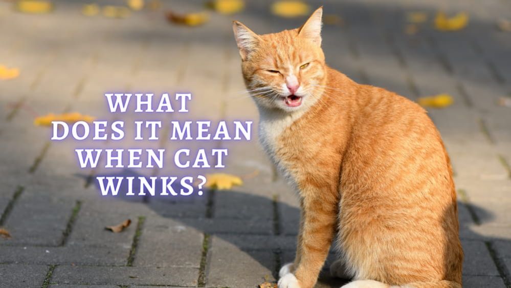 ᐉ Cat Winking: Why Does My Cat Keep Winking At Me?