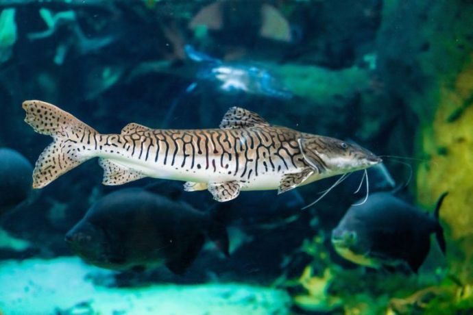 ᐉ Catfish as a Pet: What do Catfish Eat in a Fish Tank?
