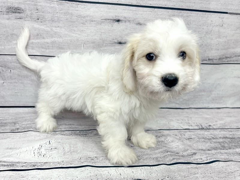 Cavachon Dog Breed Information and Characteristics - ThePets