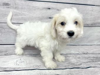 Cavachon Dog Breed Information and Characteristics - ThePets