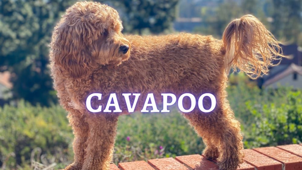 Cavapoo: All About Cavalier King Charles Spaniel and a Poodle Mix