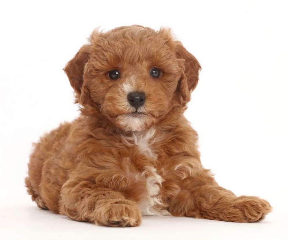 Cavapoo: All About Cavalier King Charles Spaniel and a Poodle Mix