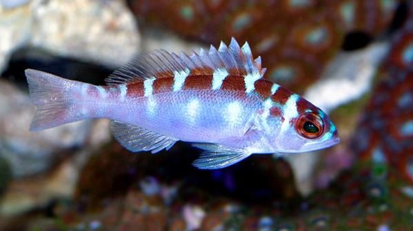 Saltwater Fish for Beginners: 15 Best Starter Fish for Saltwater Aquarium