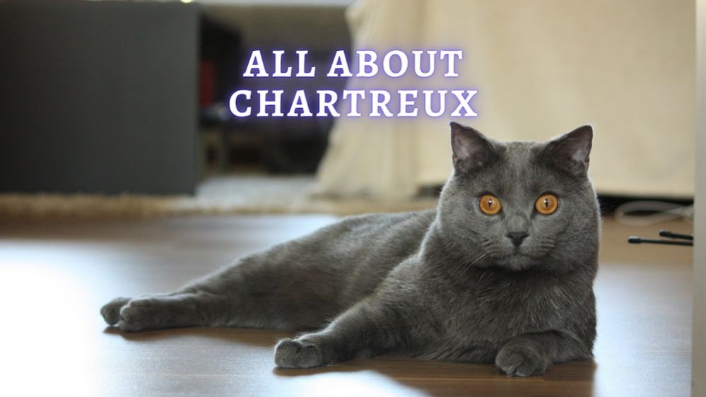 Chartreux Cat Breed - Facts and Personality Traits - ThePets