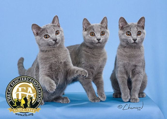 Chartreux Cat Breed - Facts and Personality Traits - ThePets