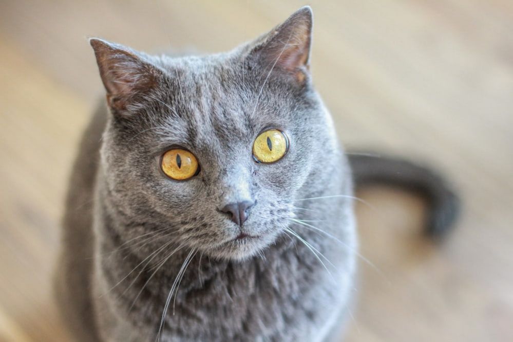 Chartreux Cat Breed - Facts and Personality Traits - ThePets