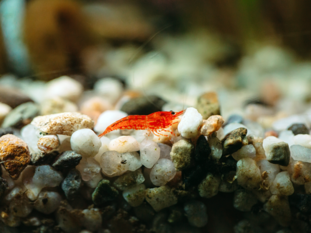 ≡ Cherry Shrimp Care: Feeding, Cherry Shrimp Tank Mates in Aquarium