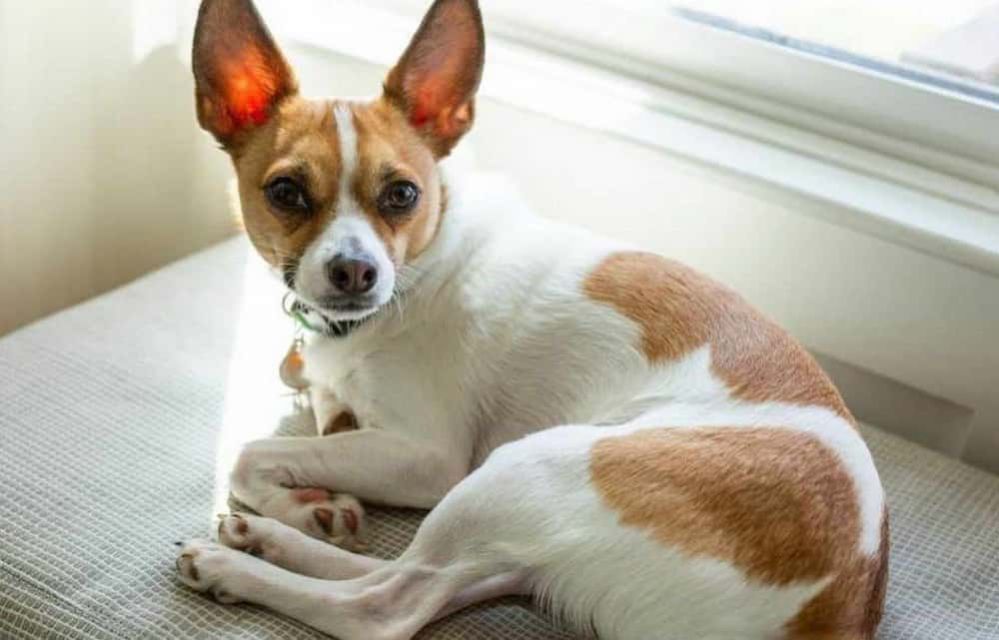 Chihuahua Terrier Mix: Chihuahua and Terrier Mix Personality and Activity