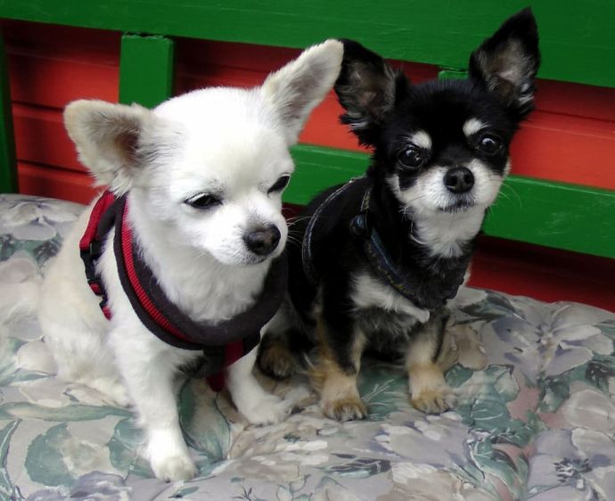 Chihuahua Terrier Mix: Chihuahua and Terrier Mix Personality and Activity