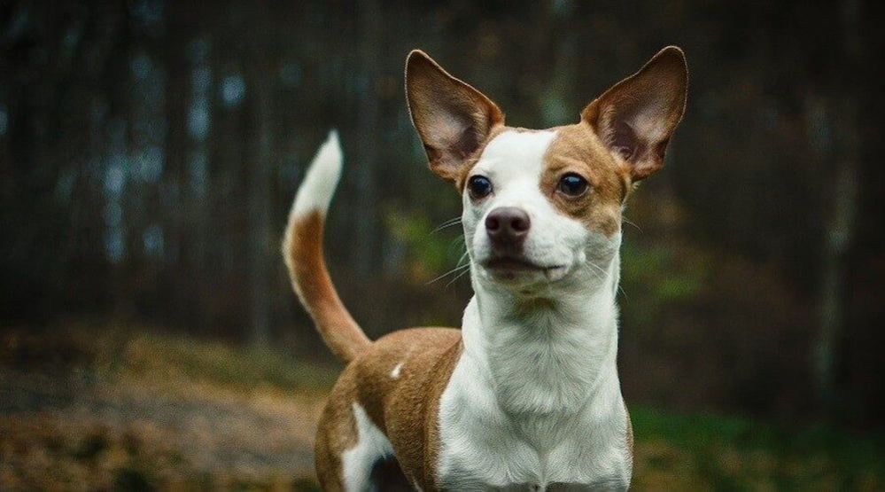 Pitbull Chihuahua Mix: Chitbull Personality, Training and Healthcare