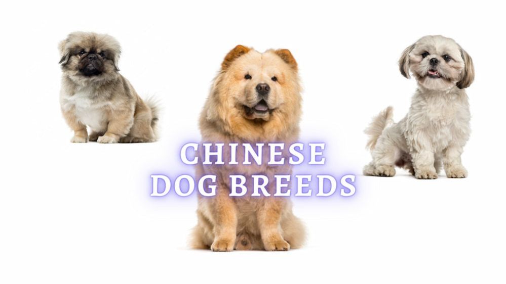 Chinese Dog Breeds: 18 Breeds Originated in China