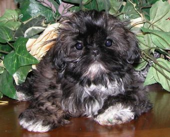 Chinese Dog Breeds: 18 Breeds Originated in China