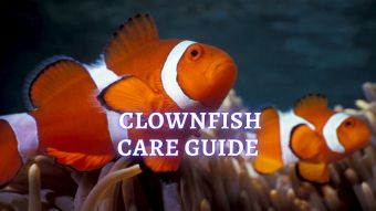 Pet Octopus: Things To Know Before Getting an Octopus as a Pet